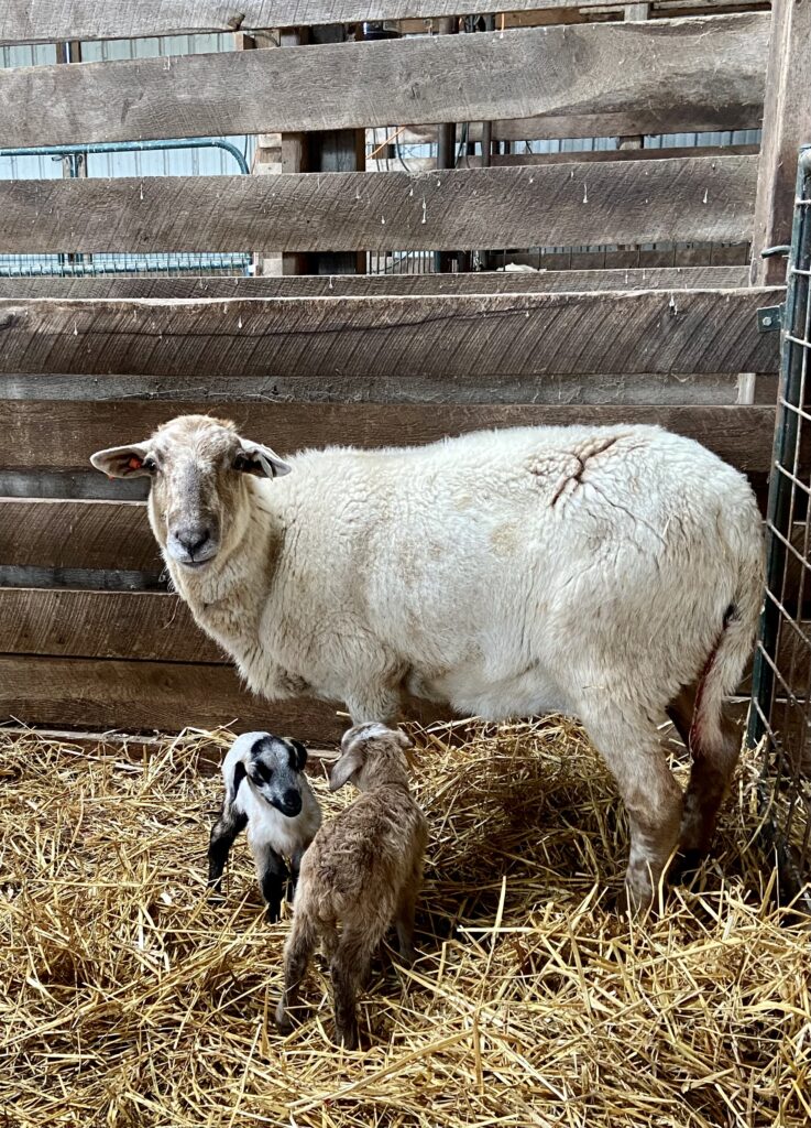 One Day, Four Ewes, Eight Lambs - Rowdy Mtn. Farm
