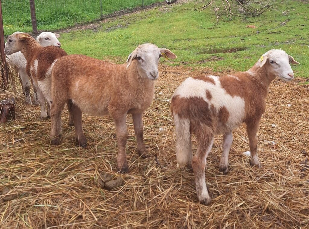 Registered Katahdin Hair Sheep For Sale - Rowdy Mtn. Farm